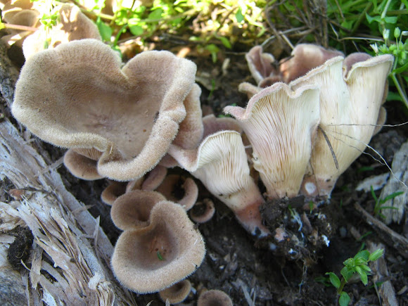 Ruddy panus, Panus rudis | Project Noah