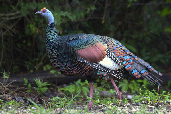 Pavo ocelado, ocellated turkey | Project Noah