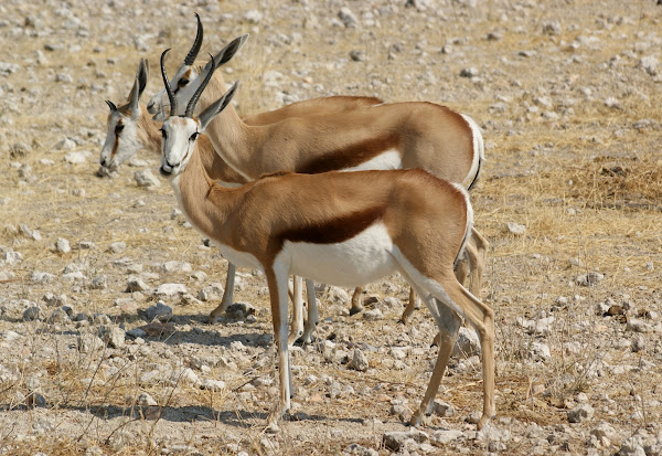 Springbok | Project Noah