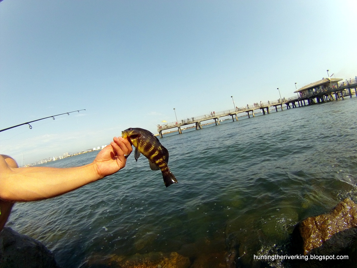 Hitting the Salt in San Diego for Sand Bass - Hunting the River King