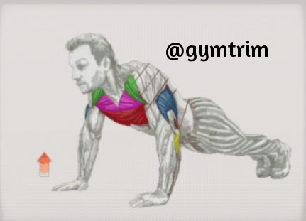 GYMTRIM: WORKOUTS TO GAIN CHEST IN HOME GYM