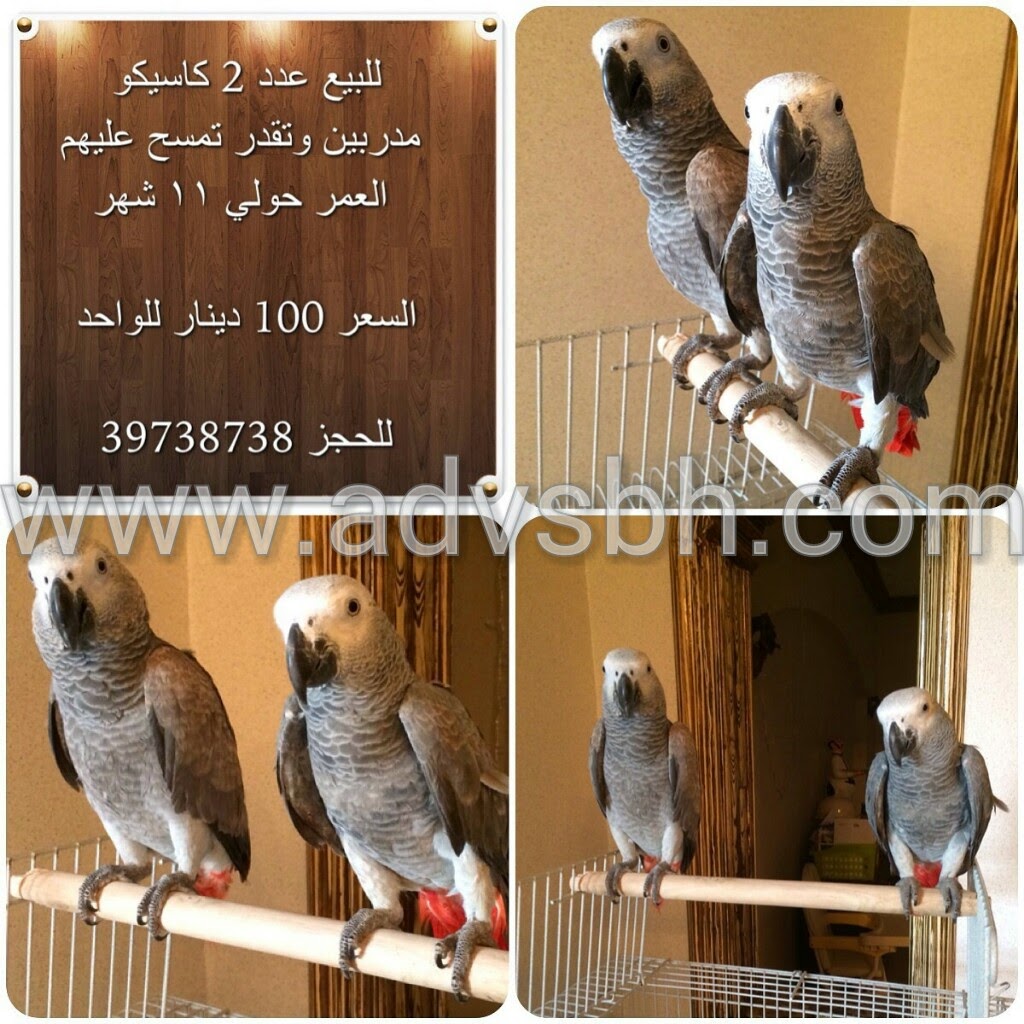 للبيع عدد ٢ كاسيكو مدربين العمر حوالي ١١ شهر