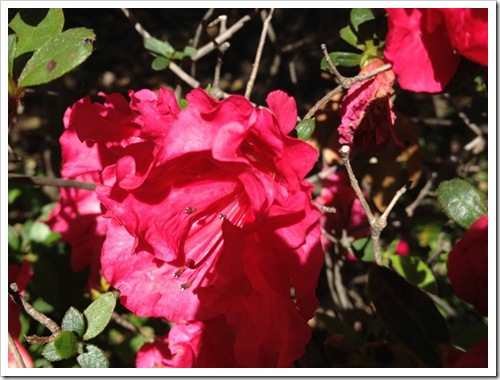 Our Hilton Head Vacation: Hilton Head Day Trip Savannah Flowers