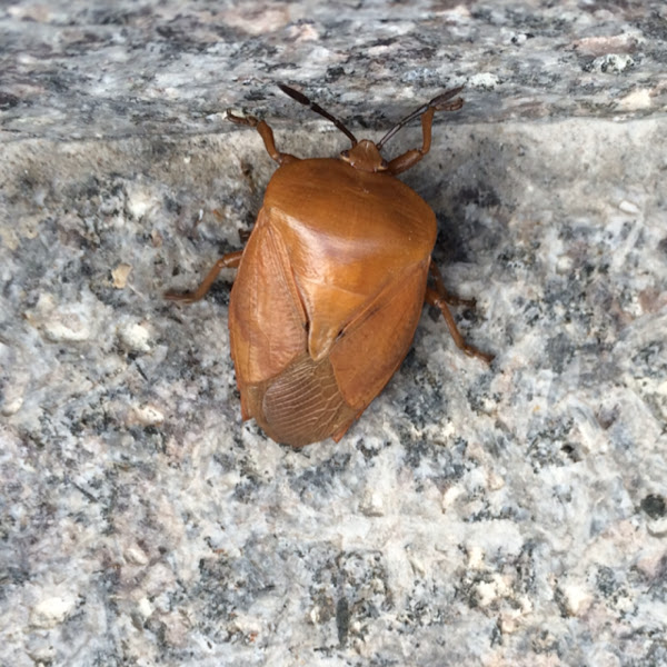 Lychee Giant Stink Bug | Project Noah
