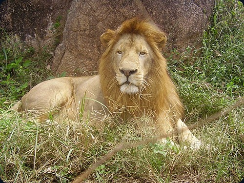 The Waza National Park is Cameroon's most famous national park.