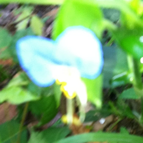 Common Dayflower | Project Noah