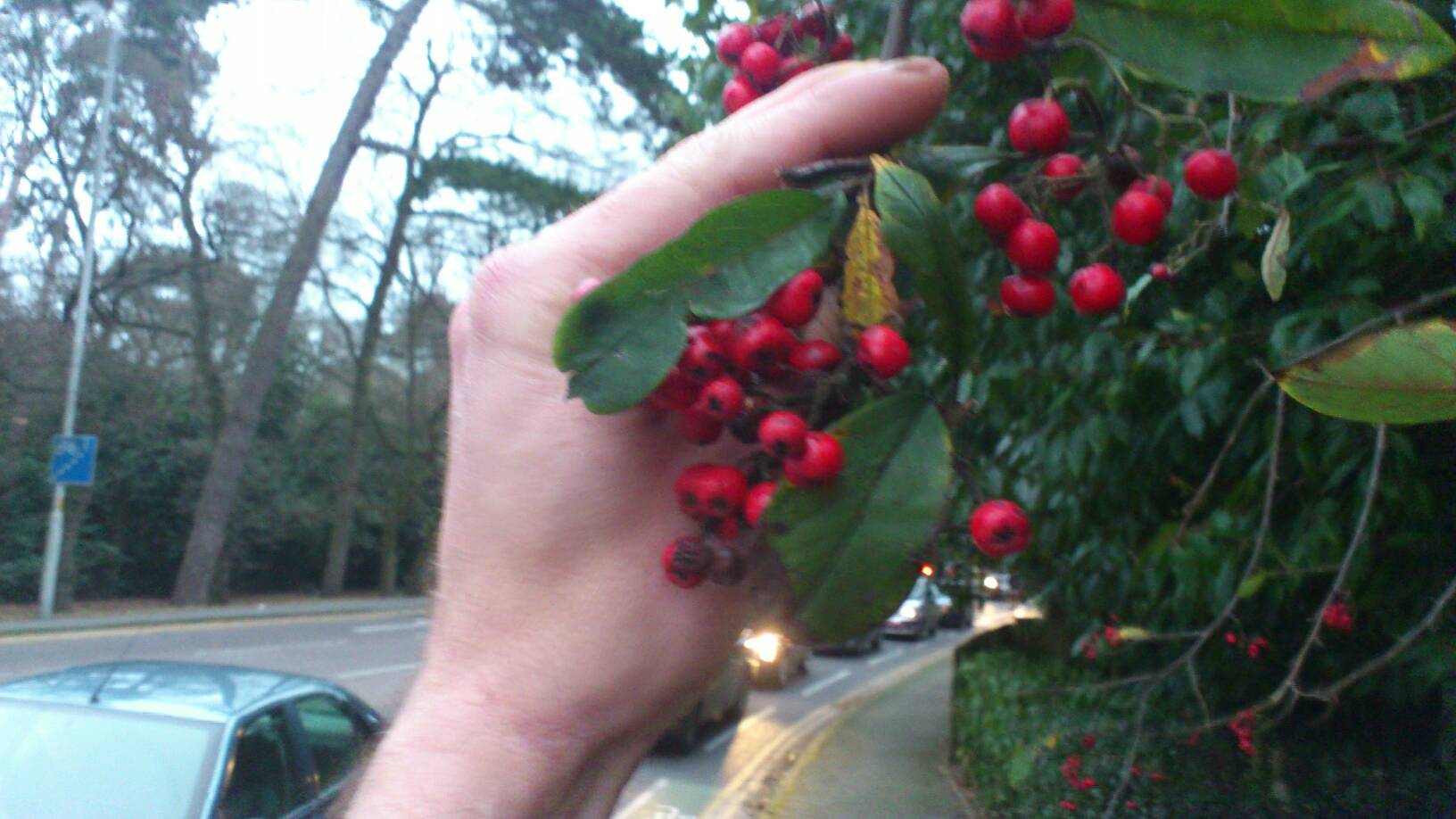Invasive Weeds: Invasive Evergreens in Suburban Coastal Dorset