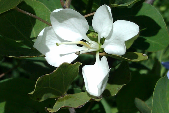 Anacacho orchid tree | Project Noah