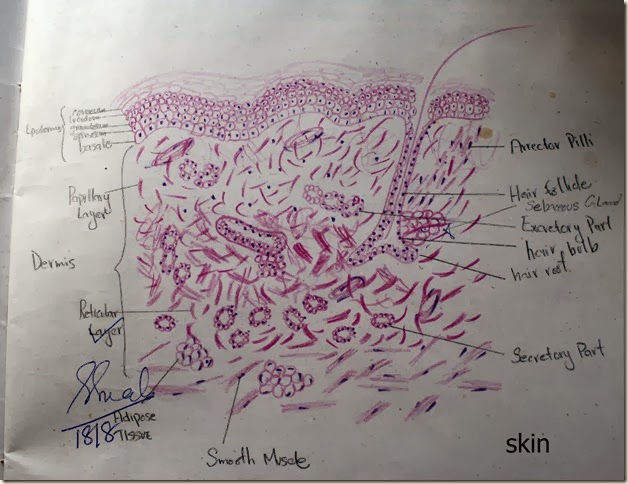 Histology Slides Database: skin high resolution histology diagram