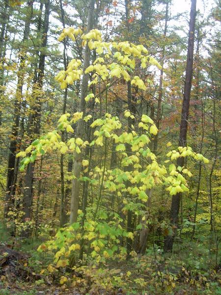 Striped maple, moosewood | Project Noah