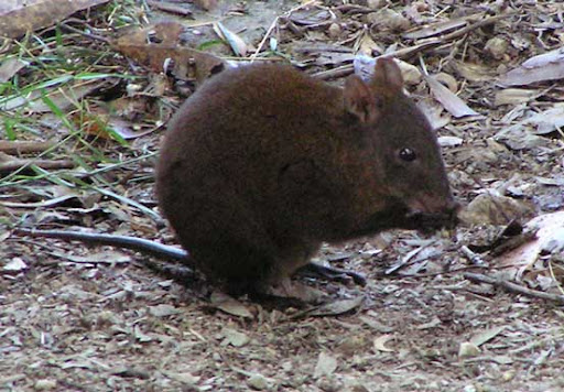 shelley truss: A giant kangaroo rat perches