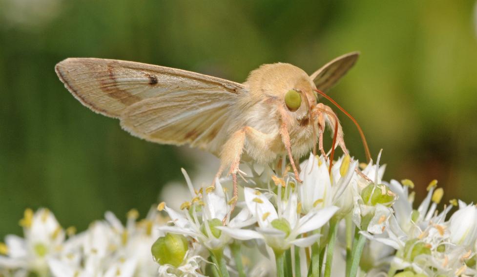 Corn earworm moth | Project Noah