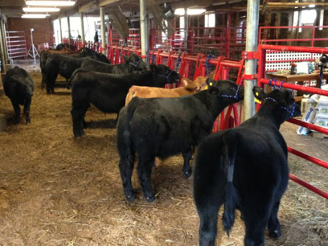 RCC Blog: Miller Show Cattle