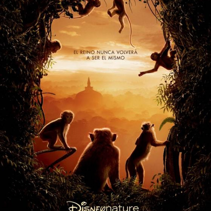 → El reino de los monos Disneynature: Poster latino, fecha de estreno ...
