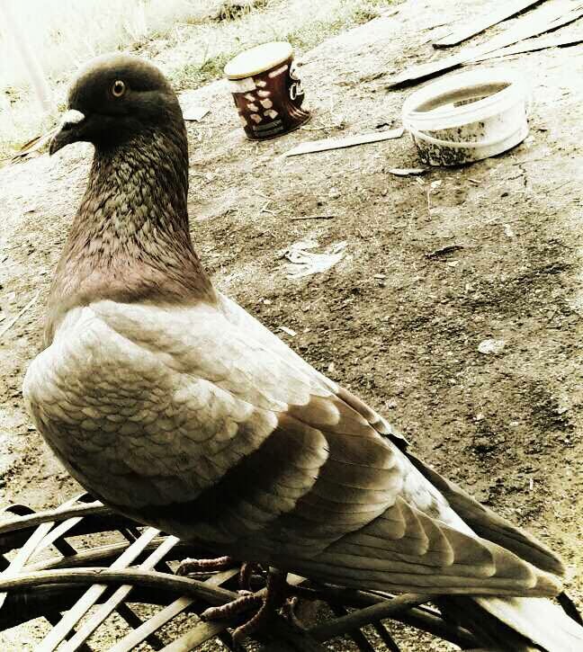 TEORI SAYAP PADA MERPATI