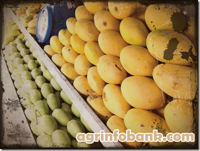 Taste of Pakistani mango | Farming: Feed the hungry world