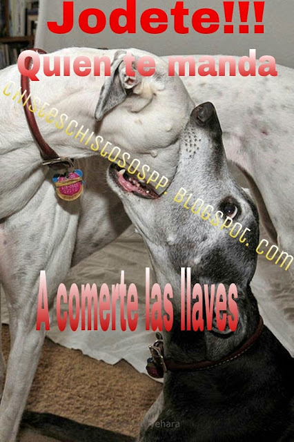 Imágenes super graciosas!: Perro comilon.