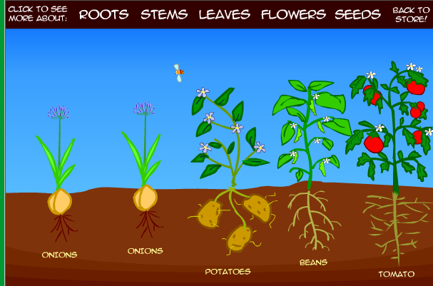 Growth and Changes in Plants | School Techie