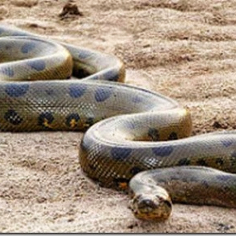 Ular Terbesar Di Dunia - Herlan Brot