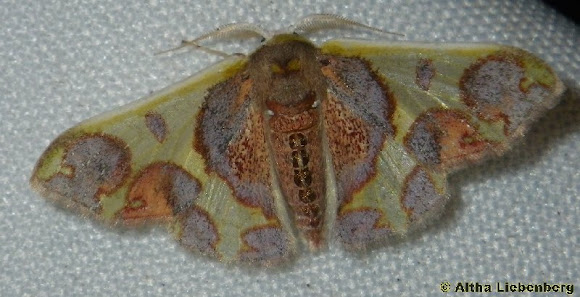 Emerald Moth | Project Noah