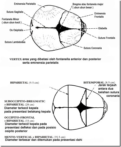 INFORMASI REPRODUKSI: KEPALA JANIN
