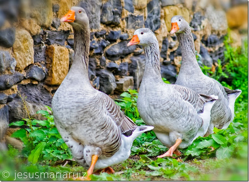 De Oca a Oca y……….