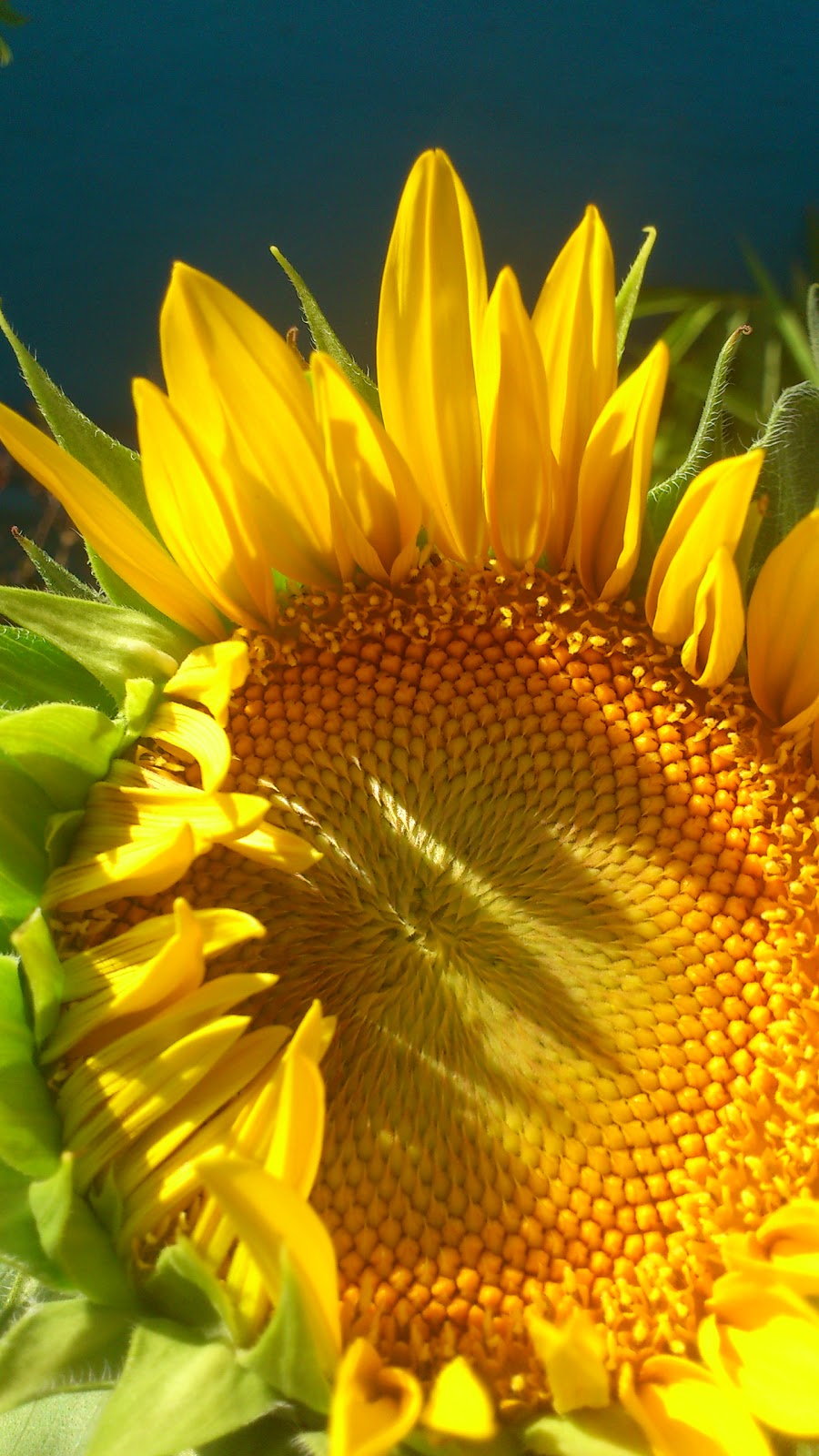 Sunflower blooming! | seedgerminator