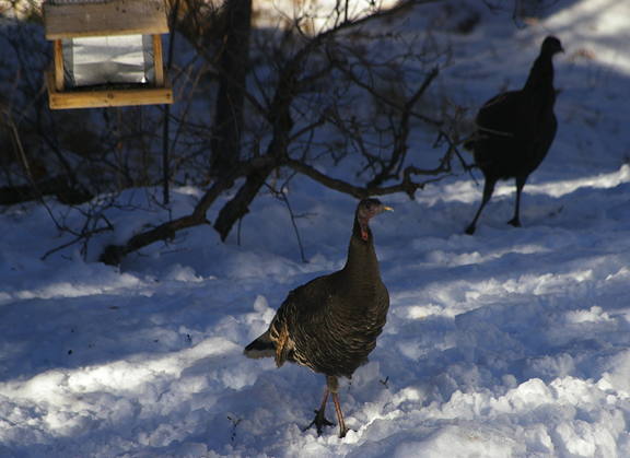 Southern Rockies Nature Blog: Turkeys in the Snow