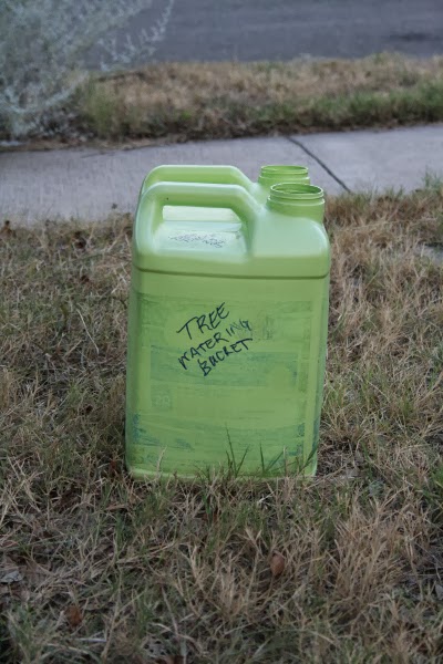 Gardening in Austin: Watering Trees During a Drought