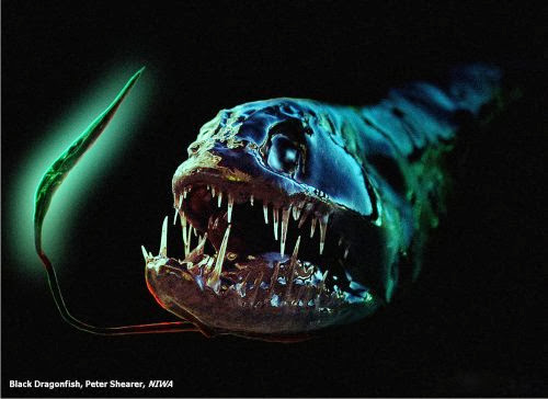 AWESOME BLOG: AWESOME COOL - Deep Sea Creatures Photo Collection (10 pics)