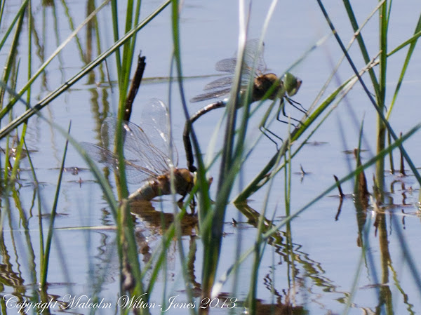 Lesser Emperor | Project Noah