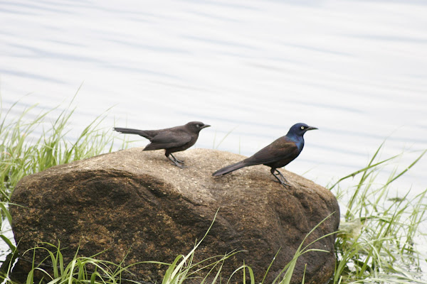Common Grackle | Project Noah