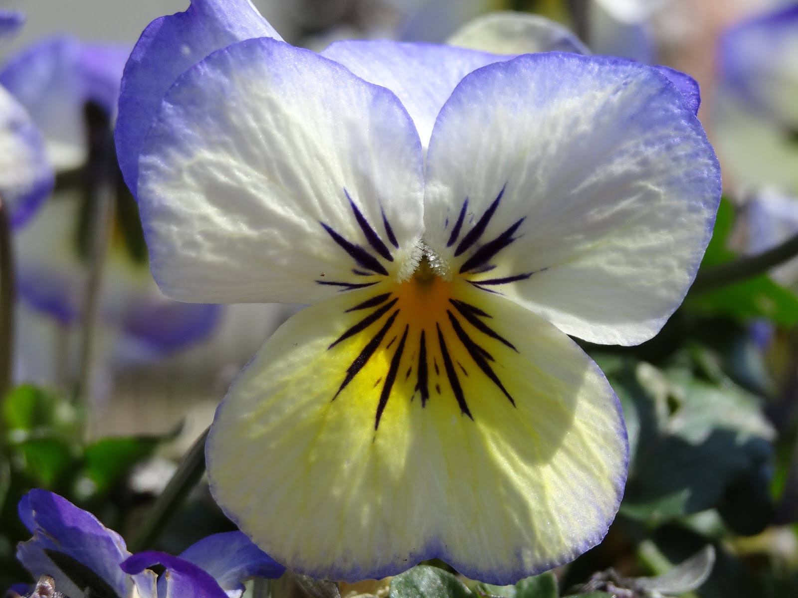 Love, Joy and Peas: Happy Spring Poem & Crocus and Pansy Flower Photos