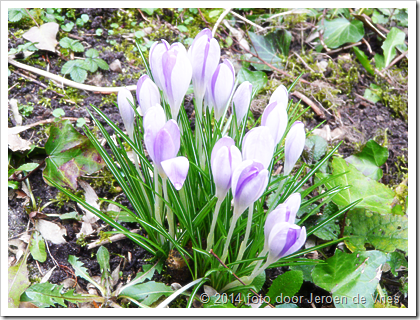 Bollen en Knollen | Homegrownwellness