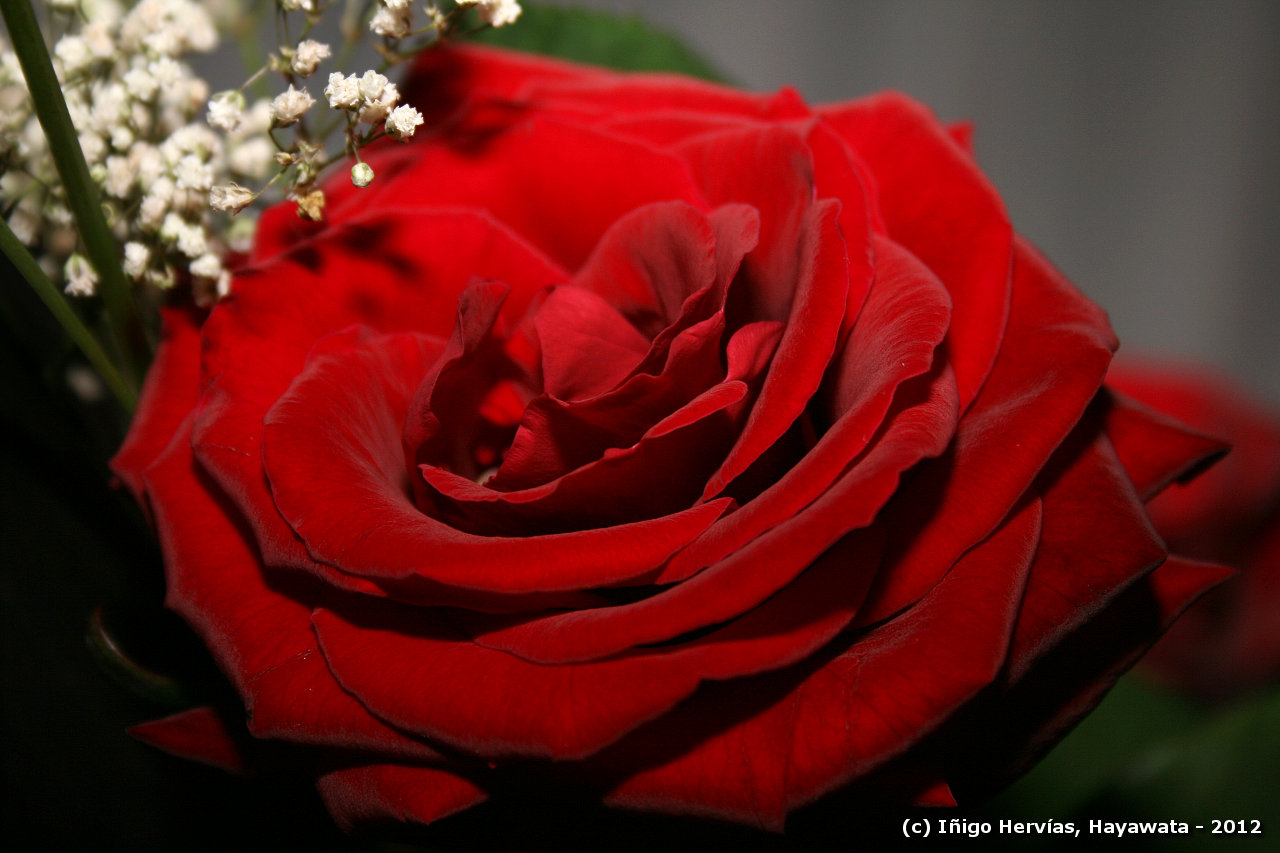 El blog de Hayawata: Rosa Rosae Rosam