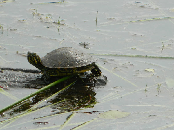 Eastern River Cooter | Project Noah