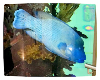 Kindling The Fire: RCH Aquarium