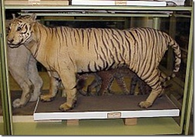 El enigma del Tigre de Java / Grandes enigmas y misterios del mundo