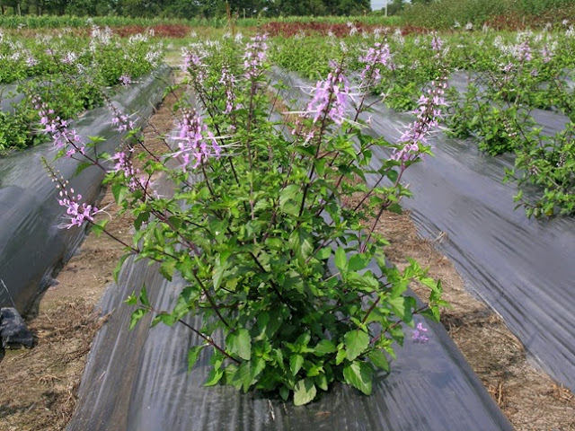 kebun kota: Pokok Misai kucing