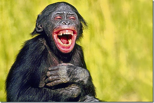 Fotos de Chimpancés riendo