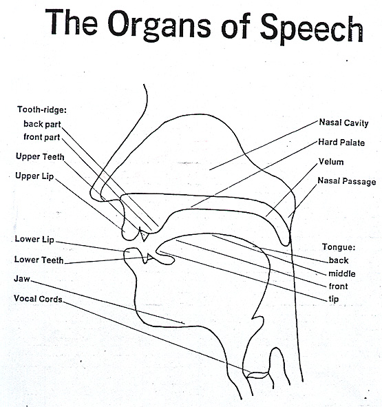 Organs Of Speech Organs Their Functions TEFLer s Inn