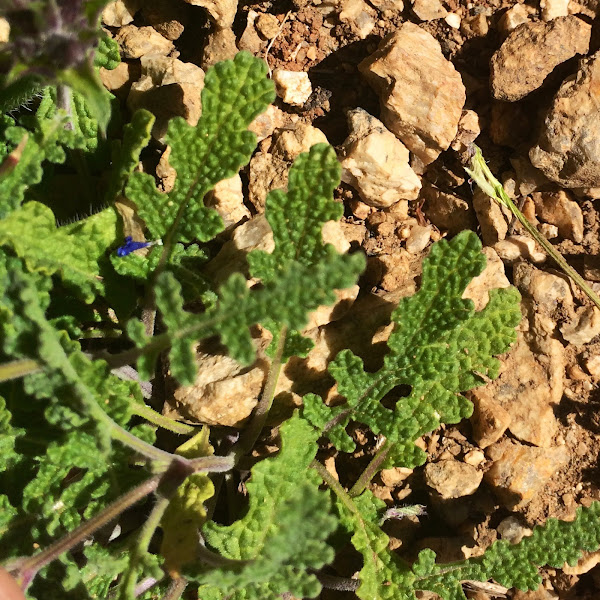 Desert Chia | Project Noah