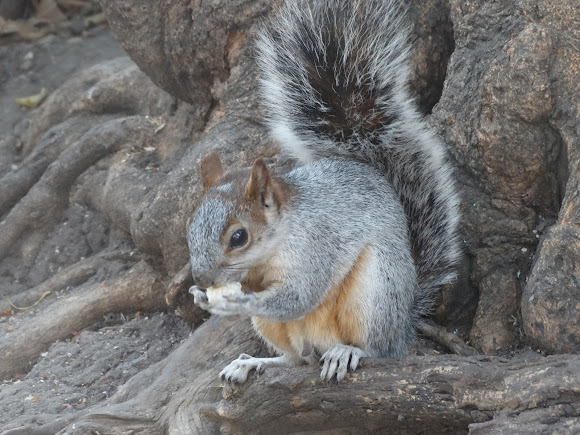 Mexican Gray Squirrel | Project Noah