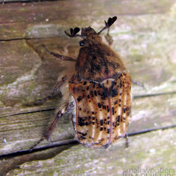 Bumble Flower Beetle | Project Noah