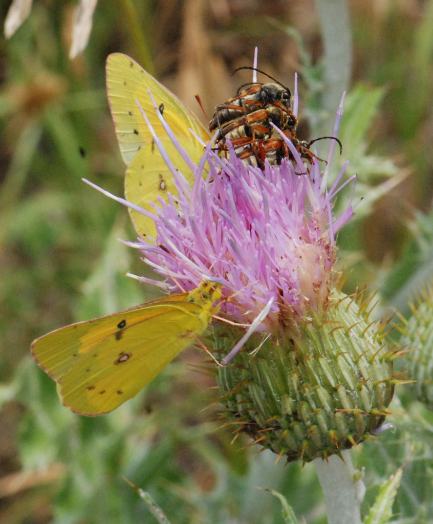 Gaia Garden: Wavy Leaf Thistle - A Welcome Prairie Native