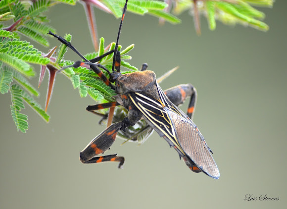 Giant Mesquite Bug | Project Noah