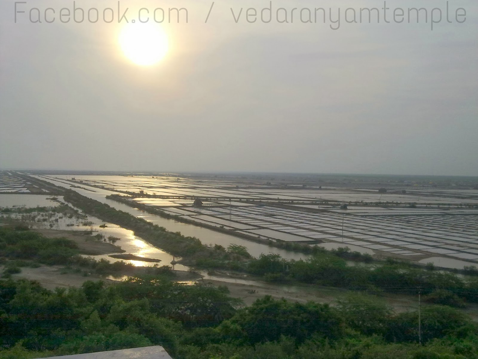 vedaranyam temple: Vedaranyam birds sanctuary and nature.