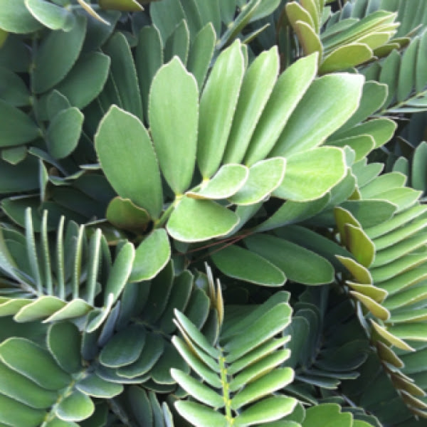 Cardboard Plant | Project Noah