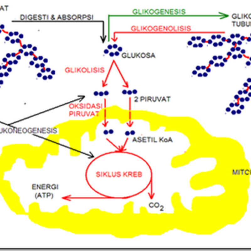 Jalur-jalur metabolisme karbohidrat - My Experience
