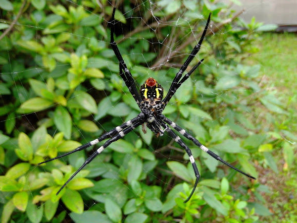 Japanese Garden Spider | Project Noah